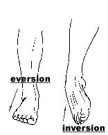 Lower Leg, Ankle & Foot – BODY SMART