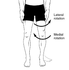 Upper Leg & Knee – BODY SMART