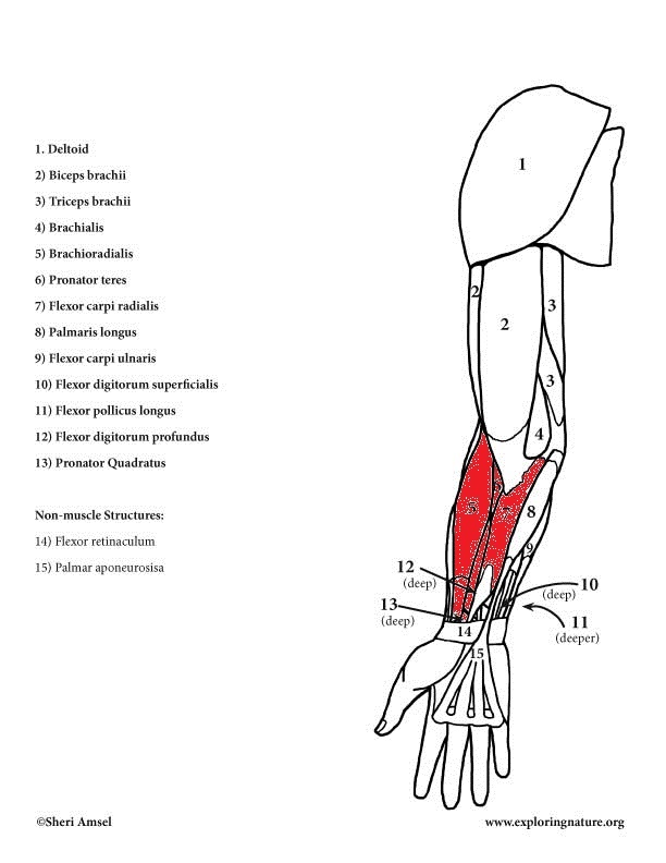 Upper Arm & Elbow – BODY SMART