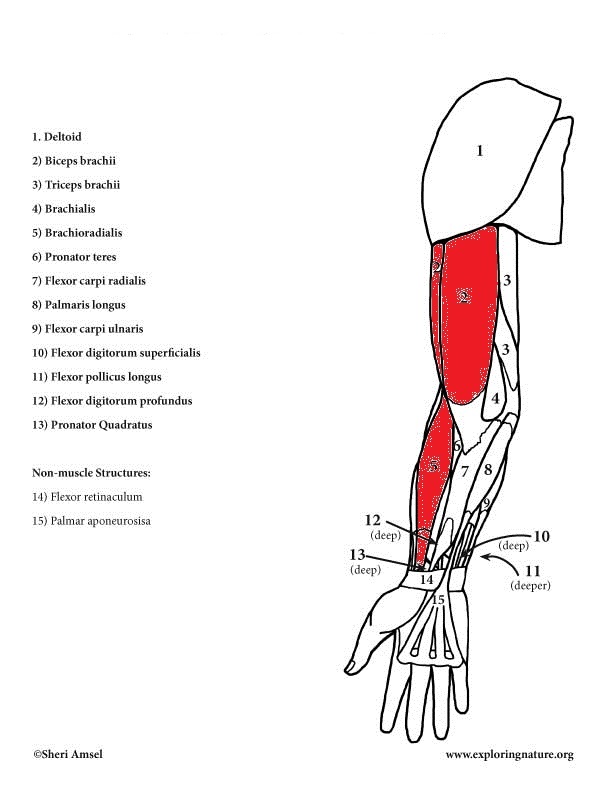 Upper Arm & Elbow – BODY SMART