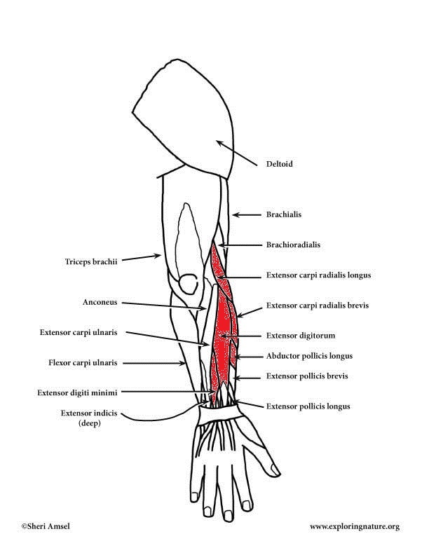Forearm, Wrist & Hand – BODY SMART