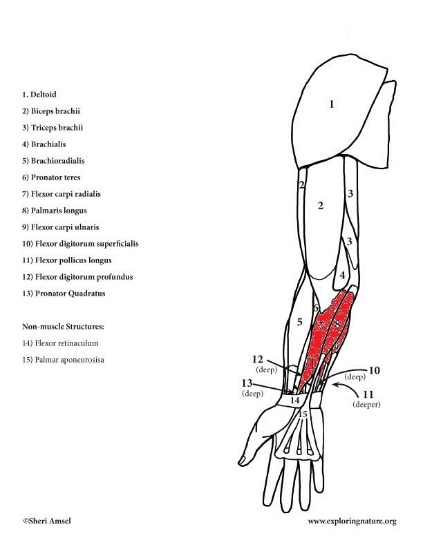 Forearm, Wrist & Hand – BODY SMART