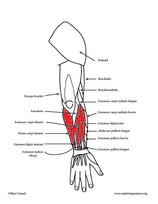 Forearm, Wrist & Hand – BODY SMART