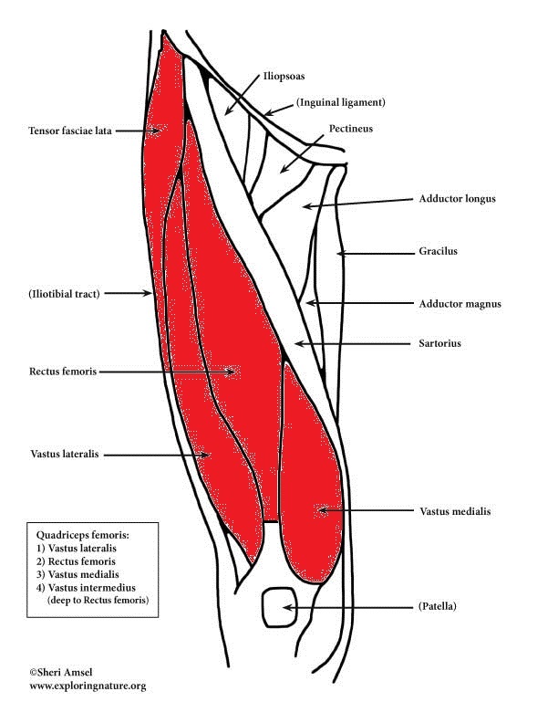 Upper Leg & Knee – BODY SMART