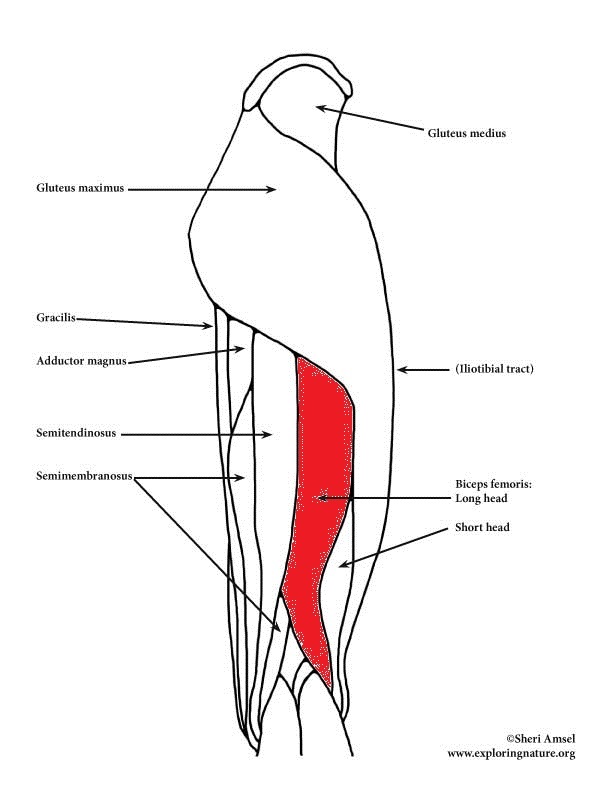Upper Leg & Knee – BODY SMART