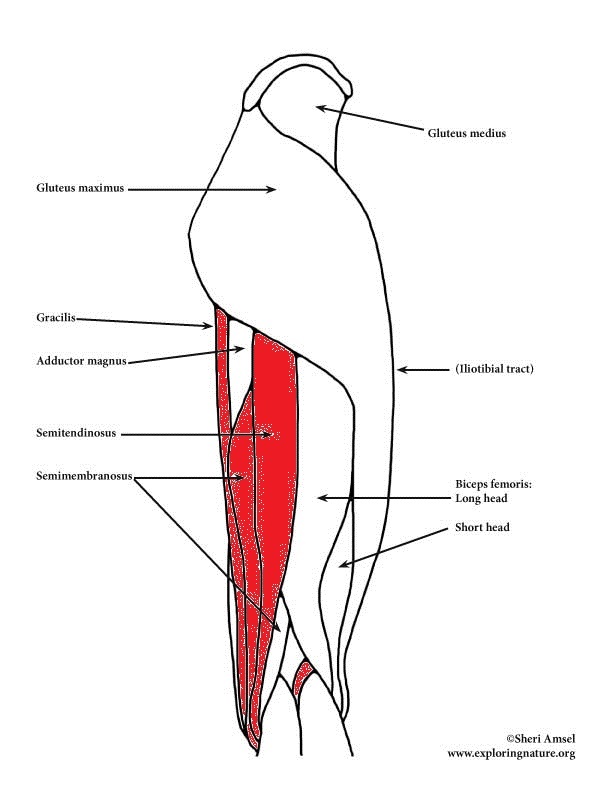 Upper Leg & Knee – BODY SMART
