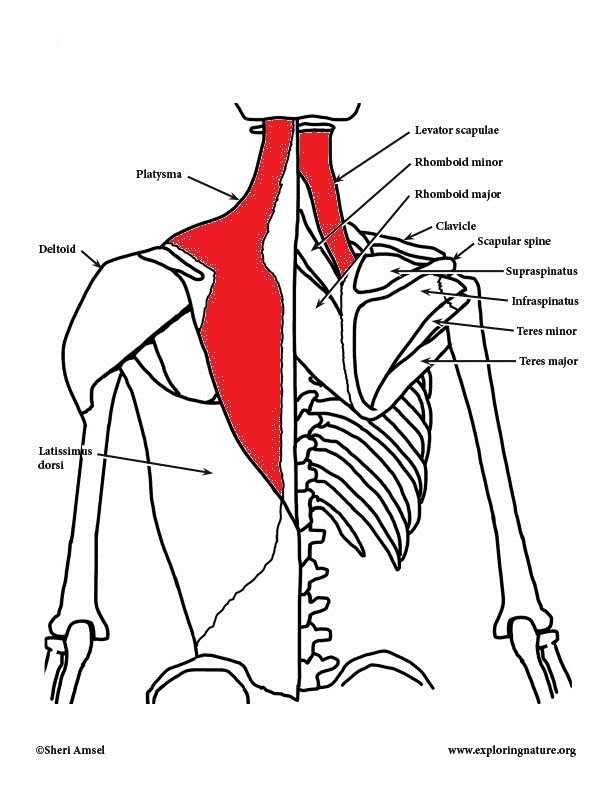 Shoulder – BODY SMART