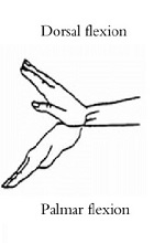 Forearm, Wrist & Hand – BODY SMART