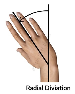 Forearm, Wrist & Hand – BODY SMART